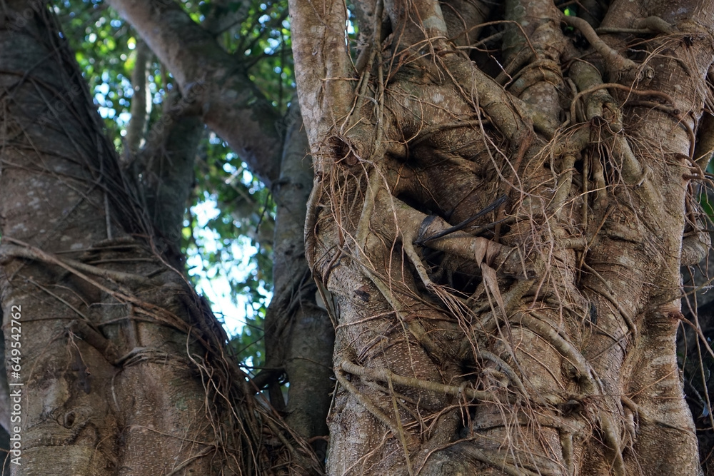 An old banyan tree trunk with a unique texture can be used as a ...