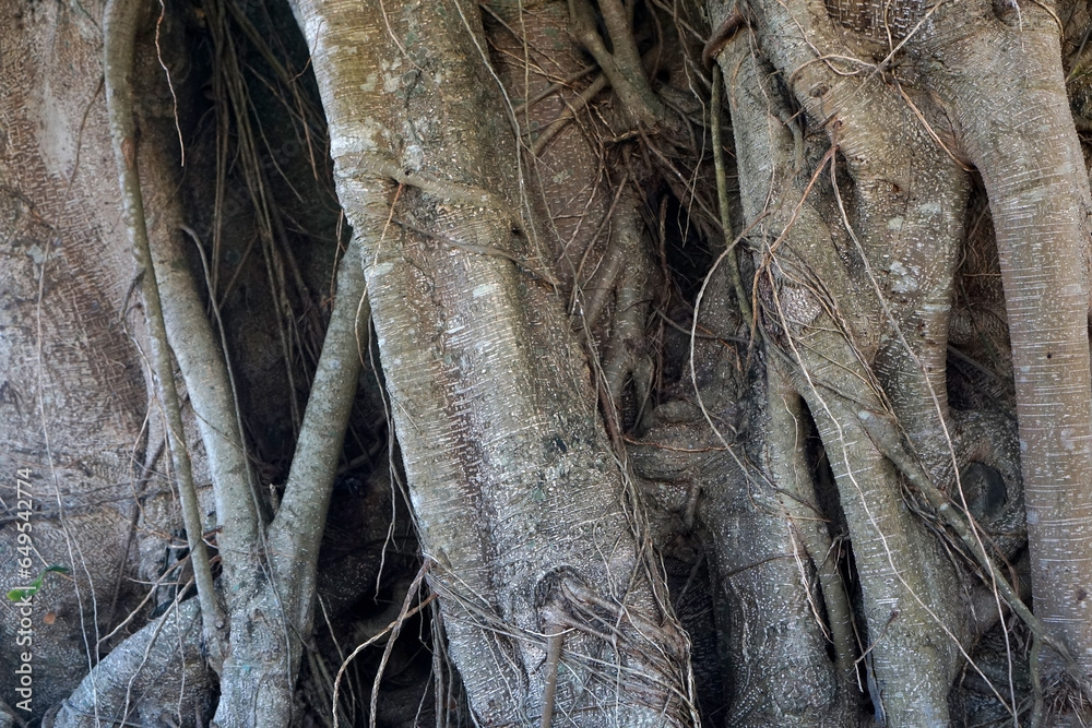 An old banyan tree trunk with a unique texture can be used as a ...