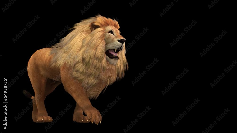 A lion walking on black background with alpha channel included at the ...