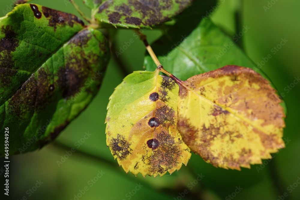 Plant Disease In Roses Such As Mildew Or Rust Are Common Leaf Spot Disease Black Spot