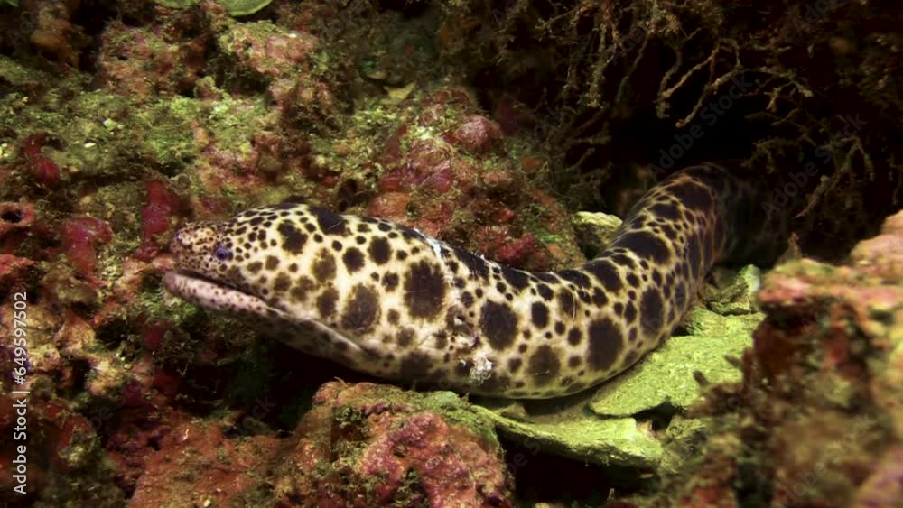Tiger snake moray eel looking out of a crevice in a coral block. This ...