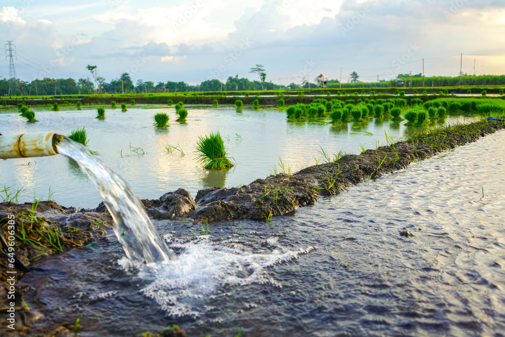Irrigation of rice fields using pump wells with the technique of ...