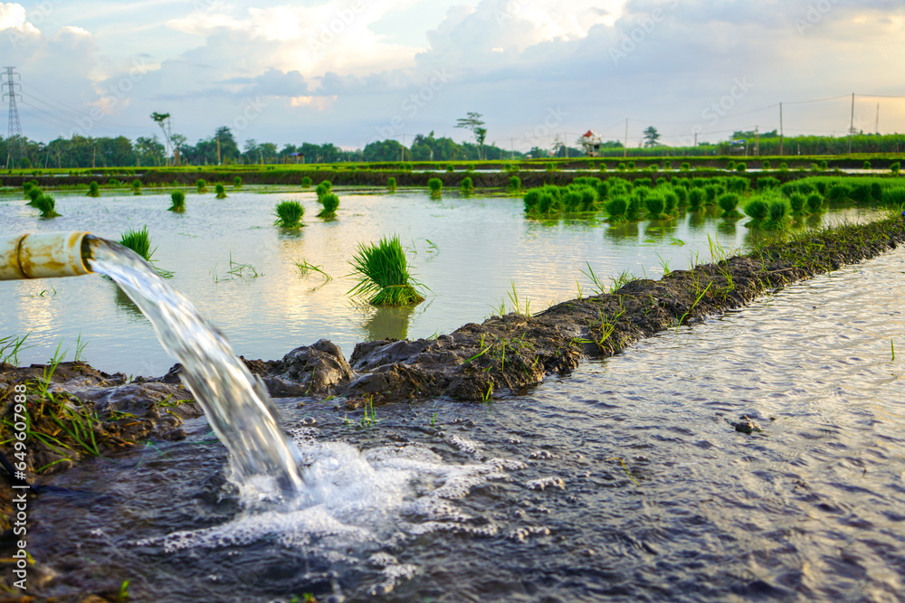 Irrigation of rice fields using pump wells with the technique of ...