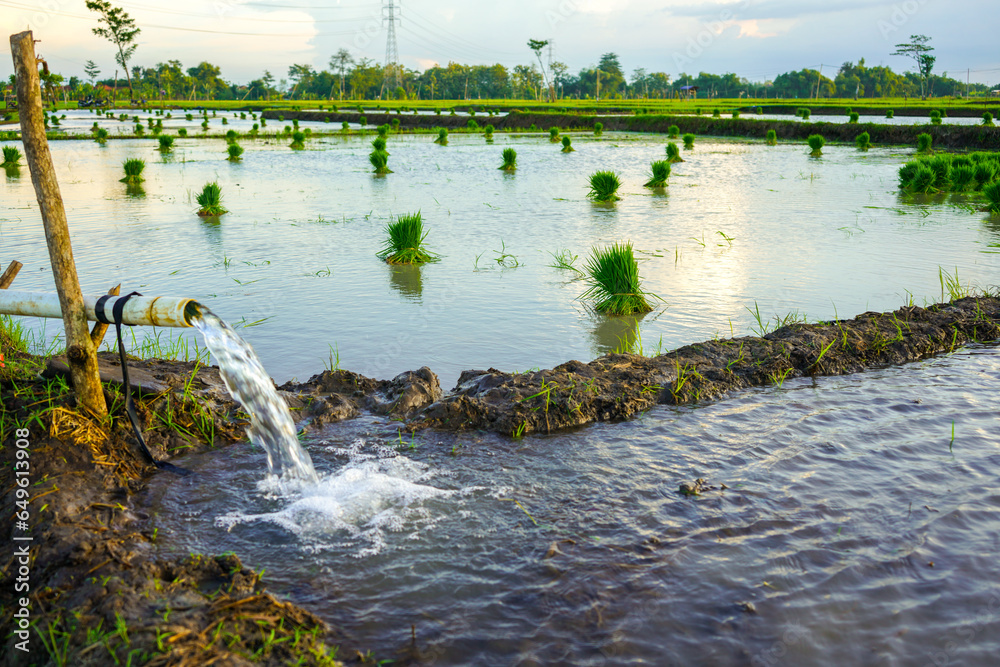 Irrigation of rice fields using pump wells with the technique of ...