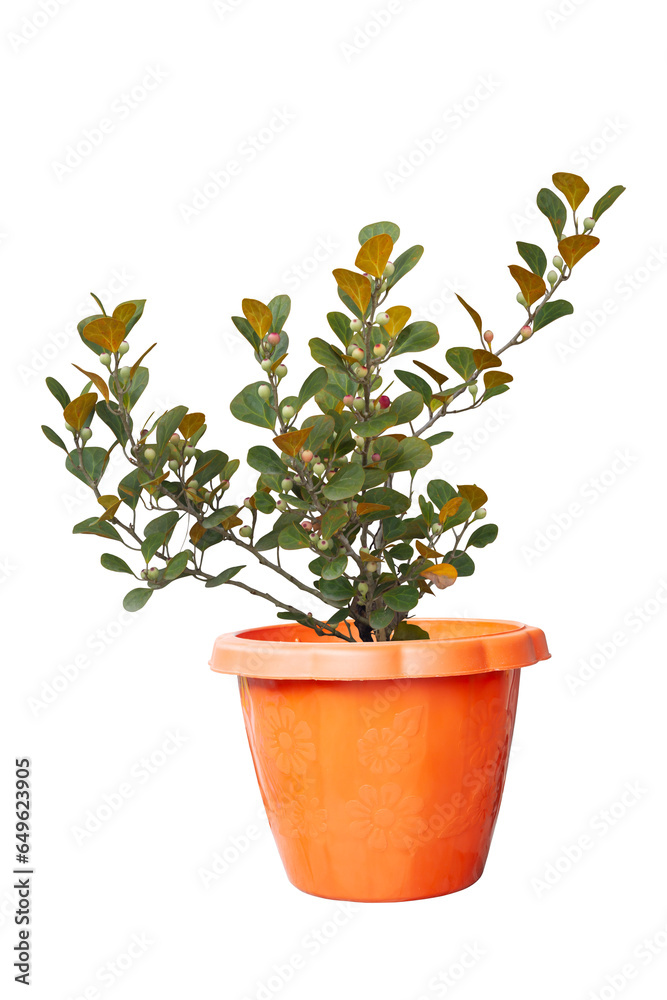 Mistletoe Fig, Ficus deltoidea Jack growing in plastic pot isolated on ...