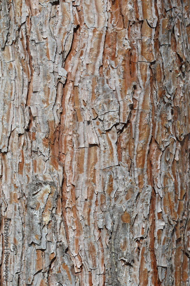 bark texture of Pinus brutia which is commonly known as the Turkish ...
