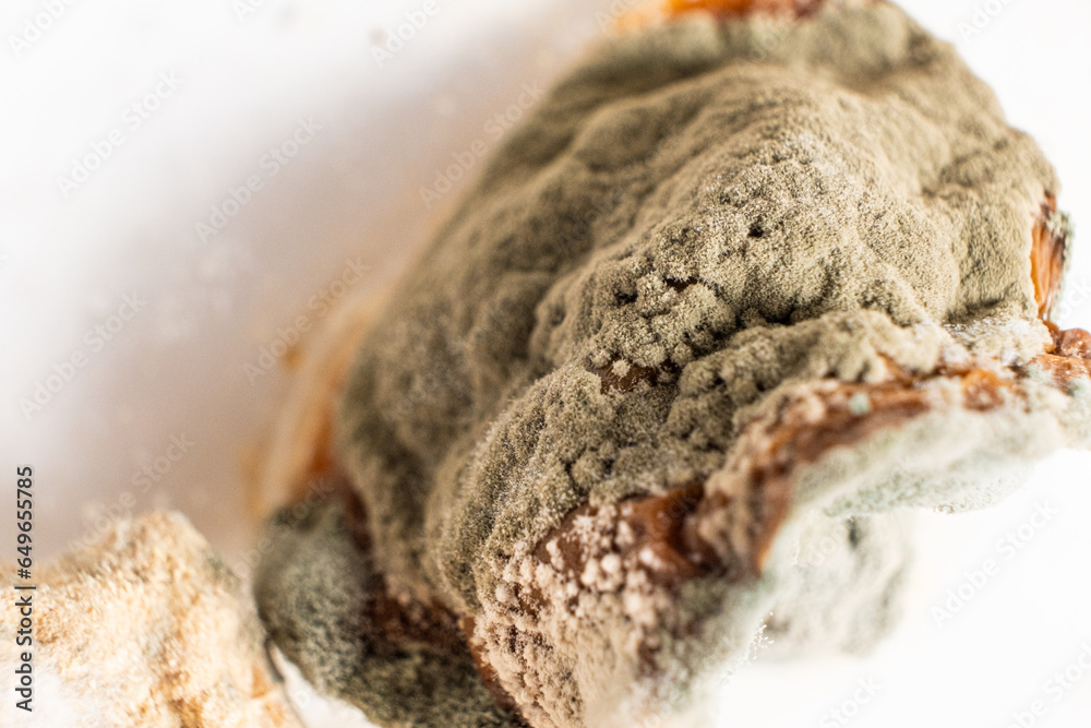 Mold on food macro on a white background. The danger of mold, stale ...