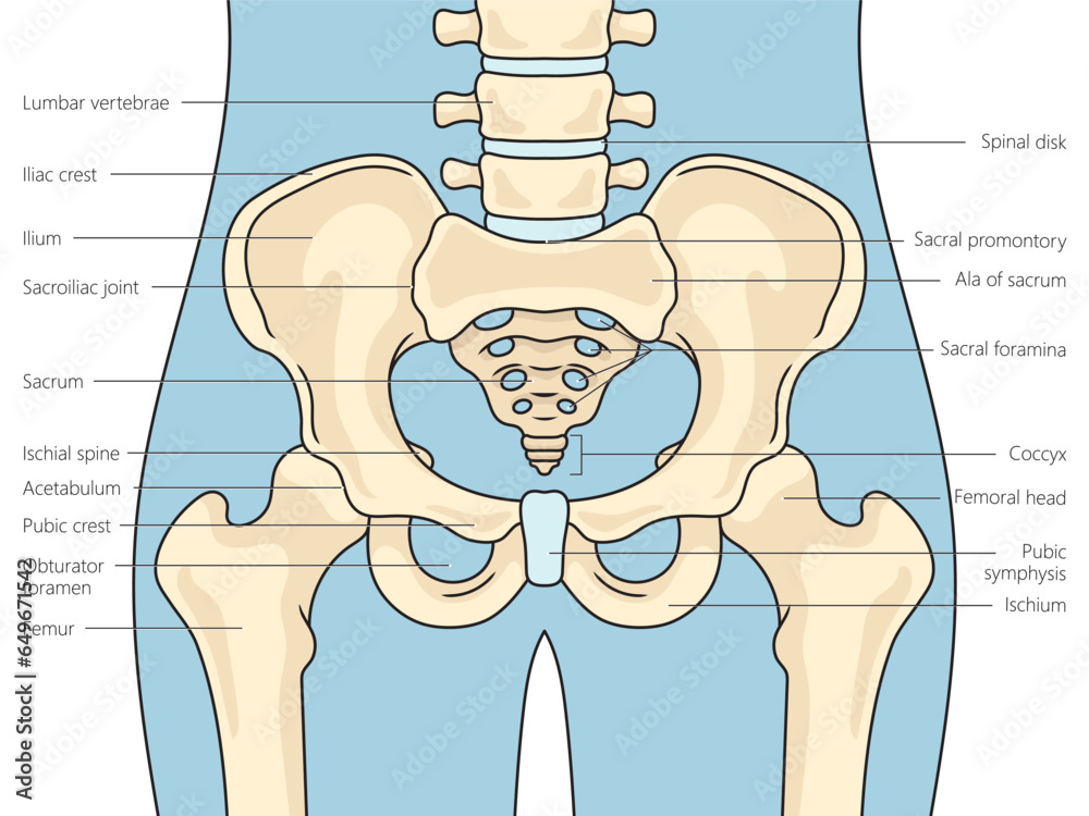 Pelvis bones structure scheme diagram schematic vector illustration ...