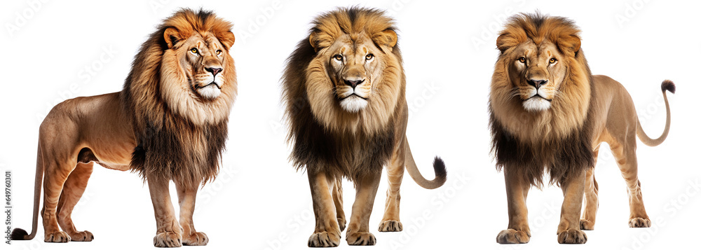 Lion close up, front view with transparent background, smooth blur edge ...