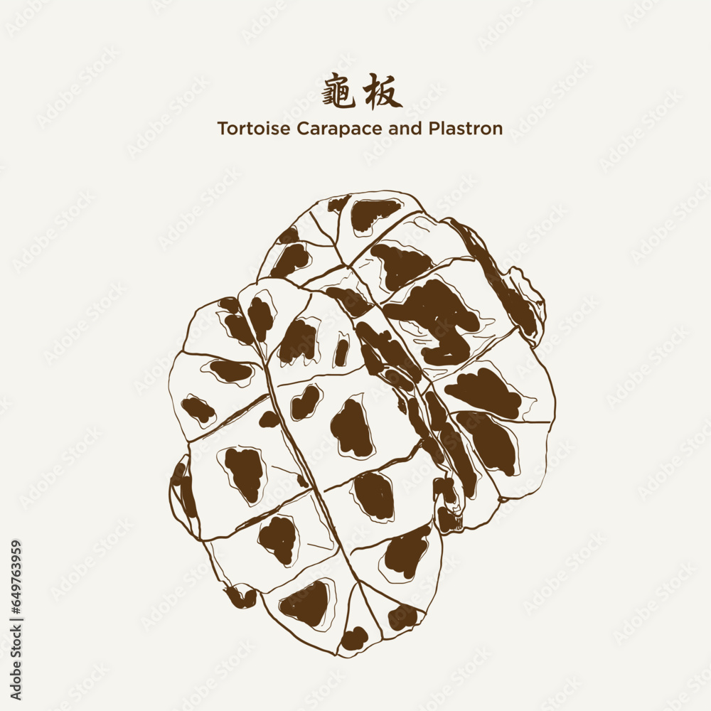 Hand drawn Tortoise Carapace and Plastron 龟板 (carapax et plastrum ...