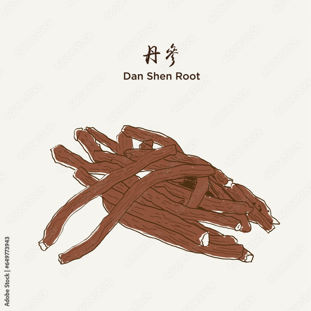 Hand drawn Dan shen root 丹参(salvia miltiorrhiza, red sage, chinese sage ...