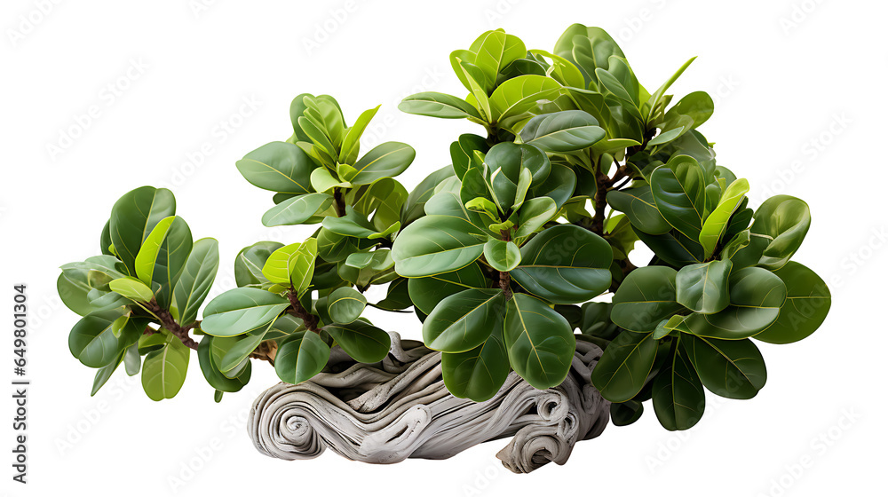 Nature fiddle leaf fig plants isolated on transparent background ...