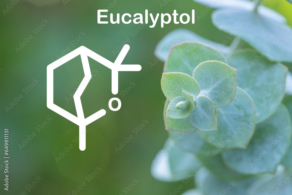 Shoot of eucalyptus (Eucalyptus gunnii) and simplified structural ...