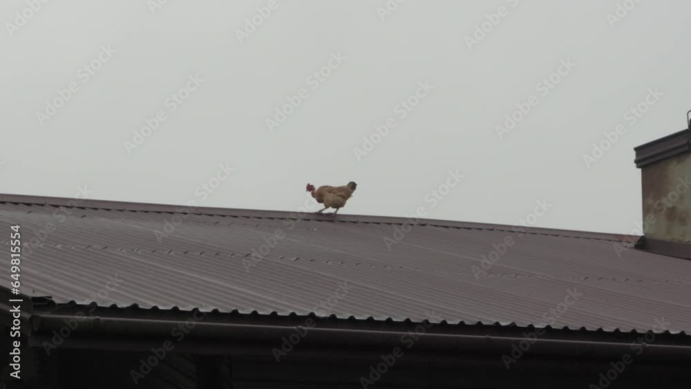 chicken on the roof,a chicken climbs on the roof of a house in the ...