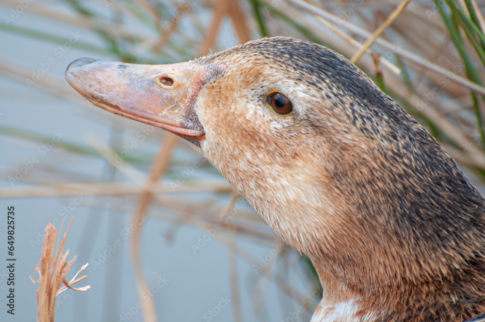Graceful duck, shimmering reflection below. A calm river scene ...