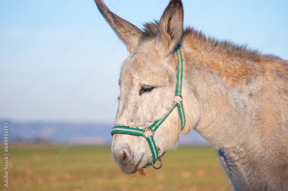 Glowing horizon, donkeys silhouetted against golden crops. Rustic charm ...