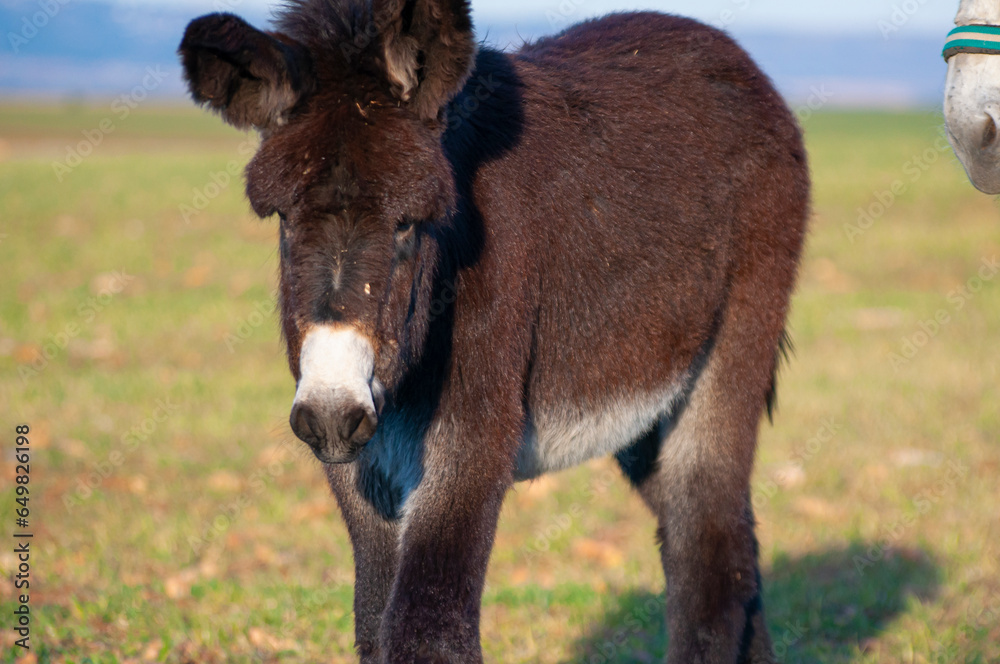 Glowing horizon, donkeys silhouetted against golden crops. Rustic charm ...