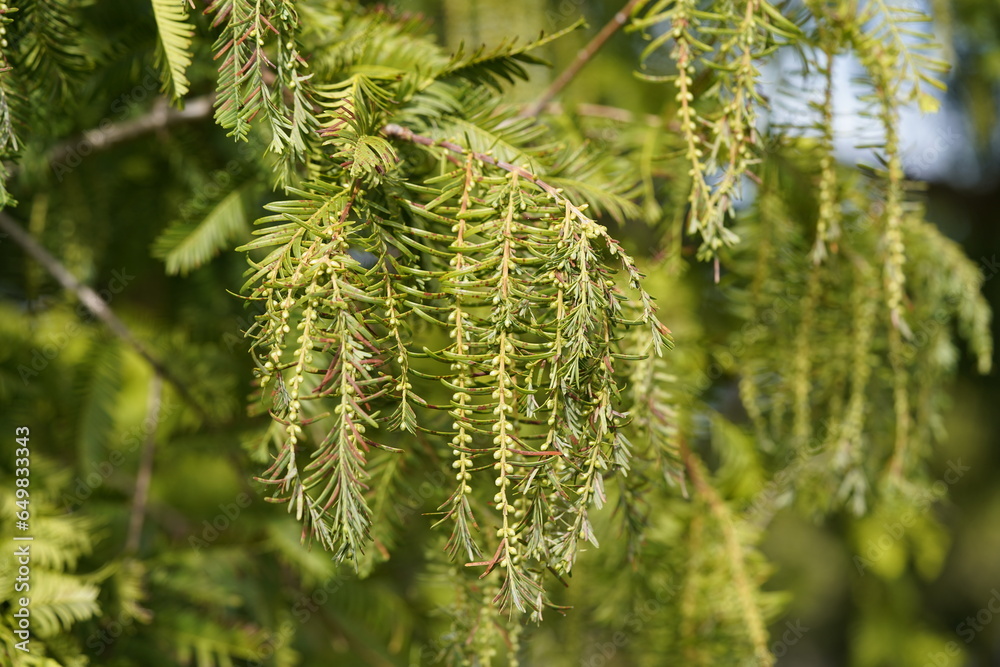 Metasequoia glyptostroboides, the dawn redwood, is a fast-growing ...