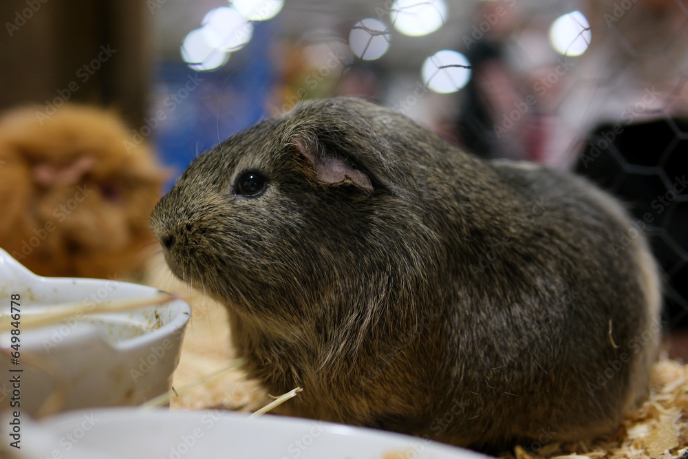 Cavia is a genus in subfamily Caviinae that contains the rodents ...