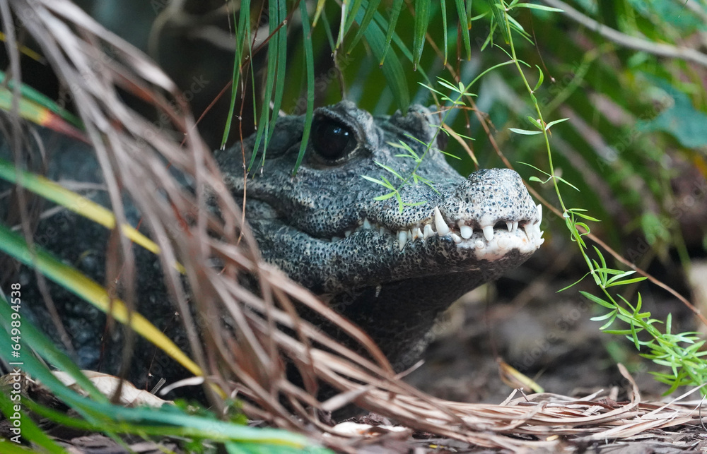 dwarf crocodile, also known as the African dwarf crocodile, is an ...