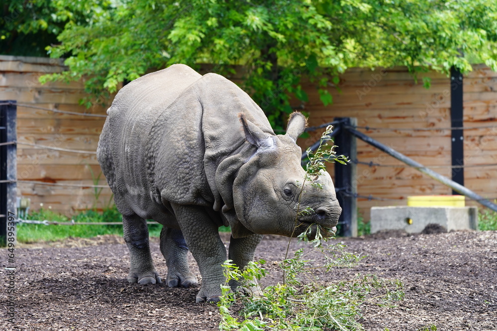 Foto de Indian rhinoceros, or Indian rhino for short, also known as the ...