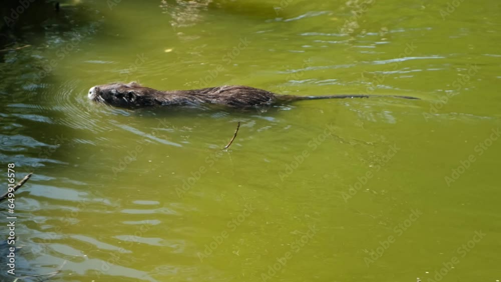 Vidéo Stock One nutria is swimming in water. An adult myocastor coypu ...