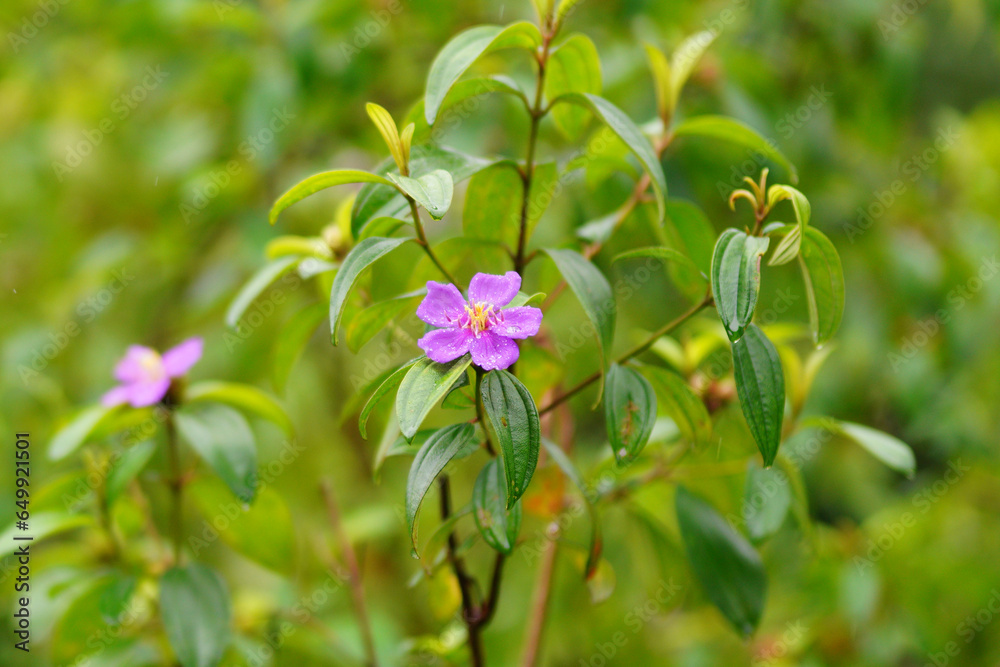 Melastoma Malabathricum tree and Flowers also known as Common Sendudok ...