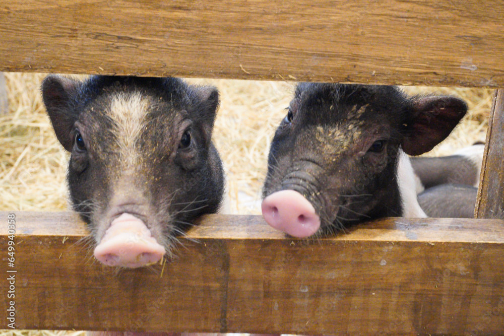 There are many breeds of dwarf pigs that are now popularly raised for ...