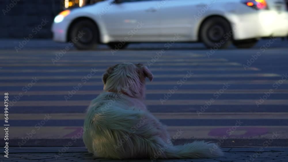Vidéo Stock dog, street, road, crosswalk, city, pedestrian, animal ...