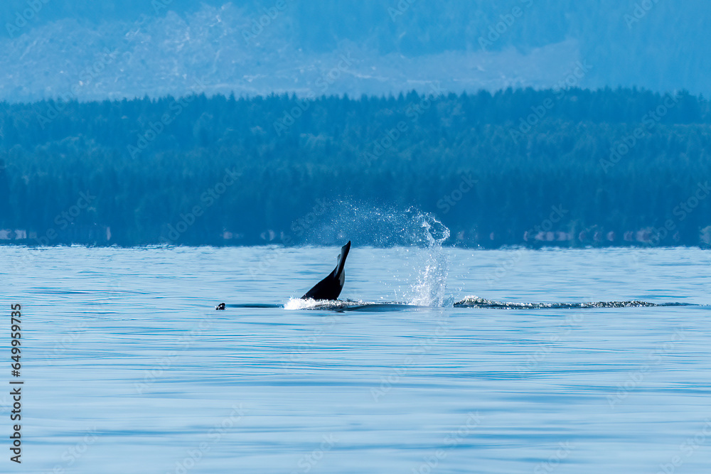 Northern Resident Orca tail Believed to be a form of communication a ...