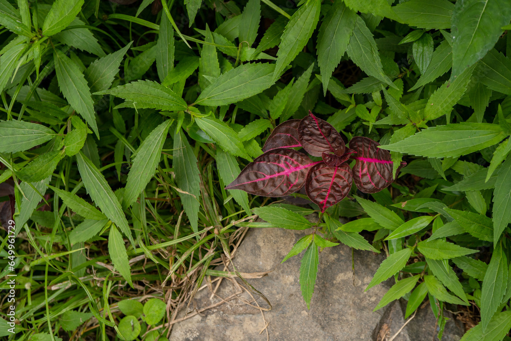 Iresine herbstii bloodleaf tropical plant on the forest. The photo is ...