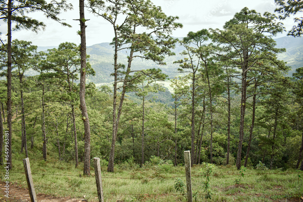 paisaje de montañas y arboles en la sierra de mexico, oaxaca, arboles ...