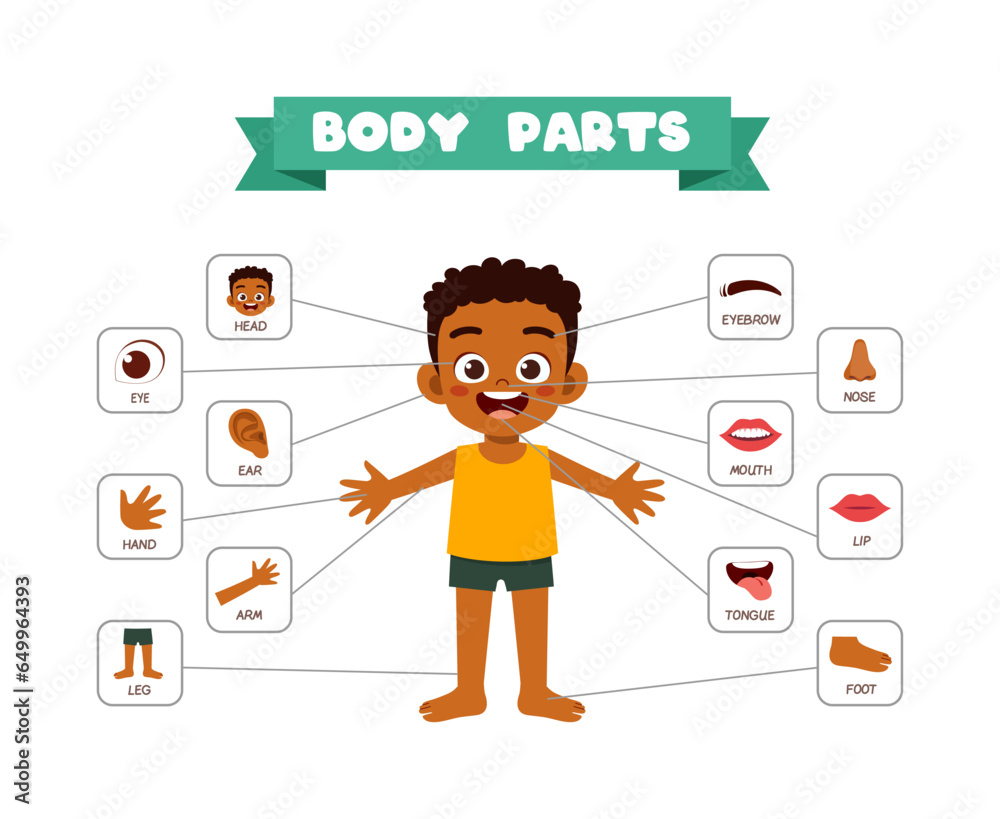little kid body anatomy poster for learning Stock Vector | Adobe Stock