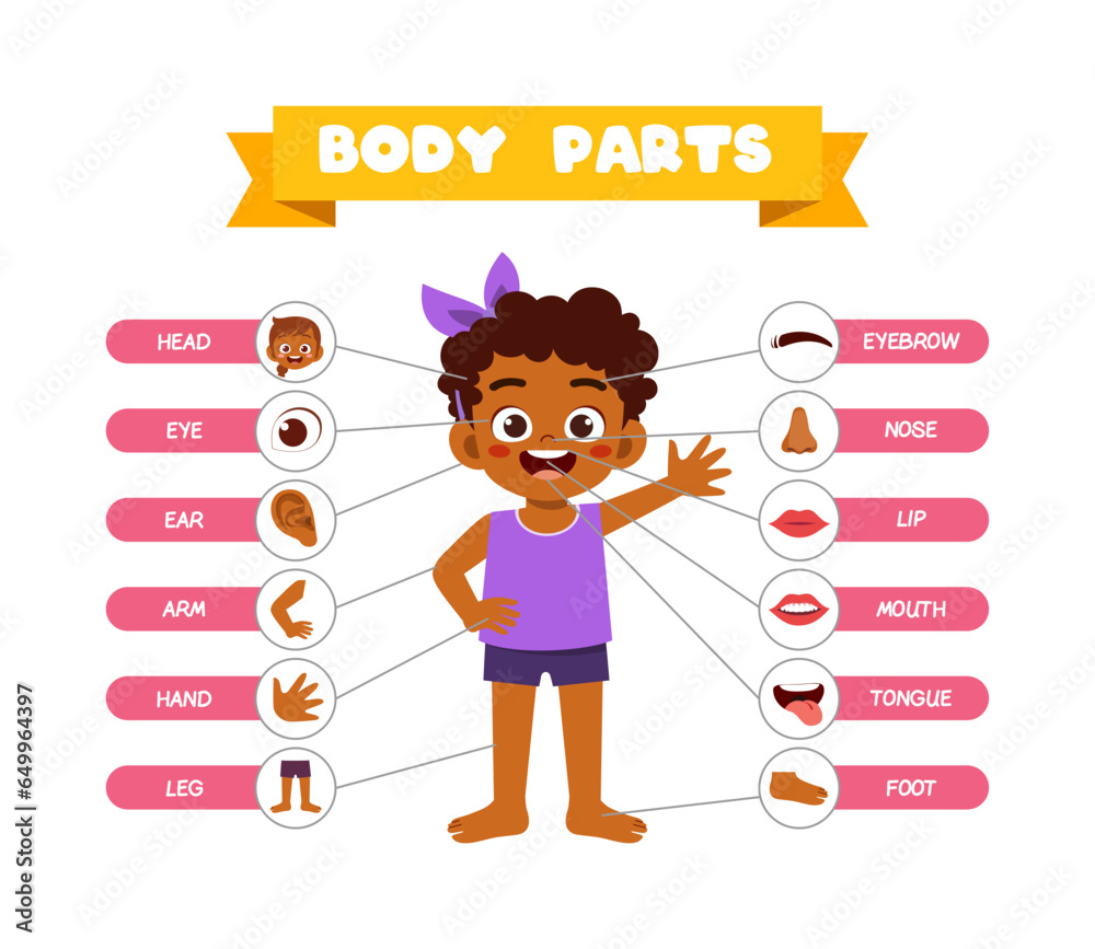 little kid body anatomy poster for learning Stock Vector | Adobe Stock