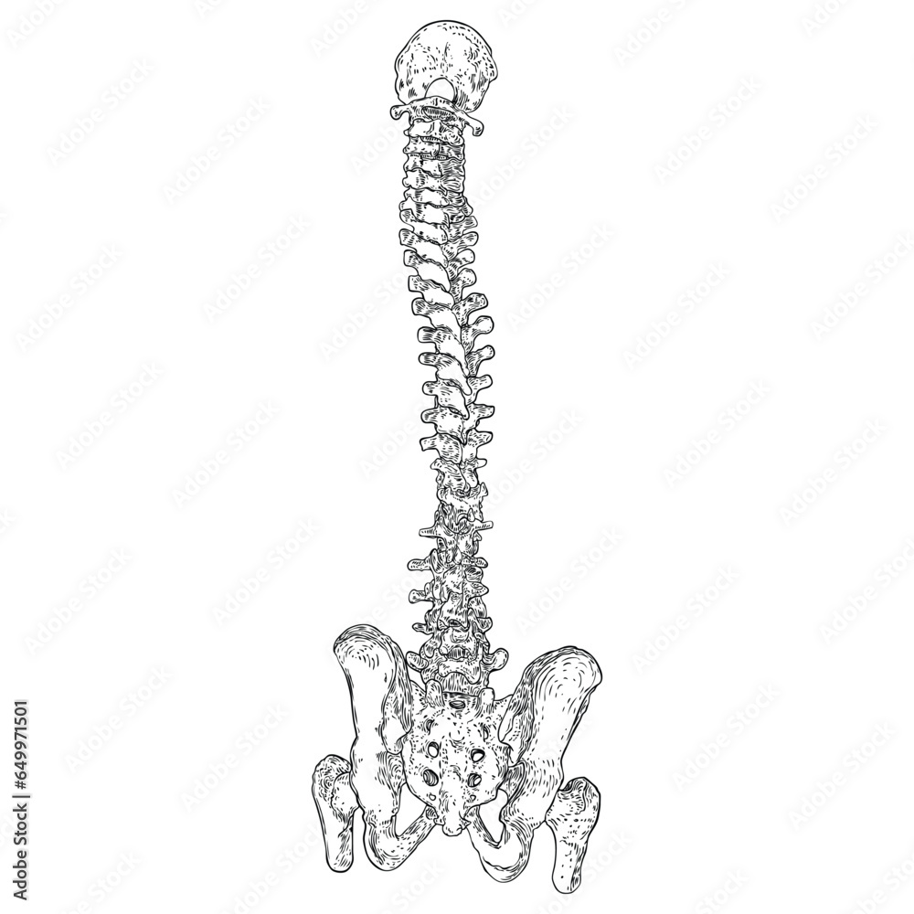 Human spine bones anatomy with Intervertibral disks, Cervical, Thoracic ...