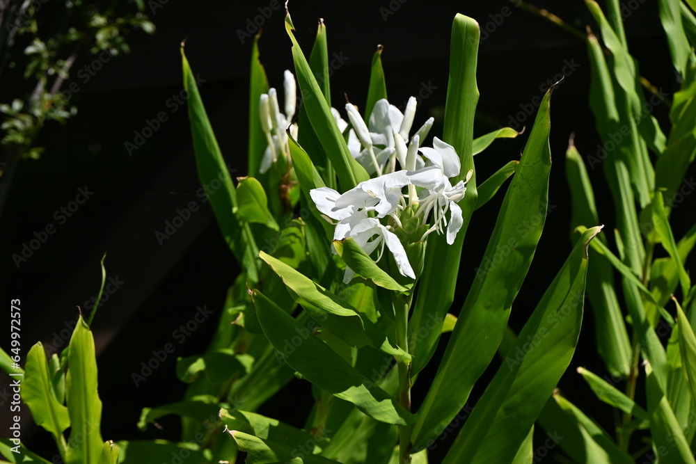 White ginger lily flowers. Zingiberaceae perennial plants native to ...