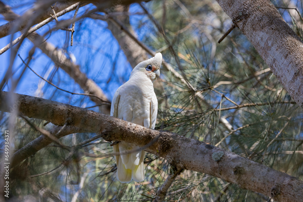 Little Corella (short-billed corella) sitting on a branch of a tree in ...