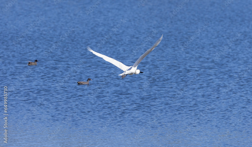 Royal Spoonbill large white waterbird in flight natural wet land ...