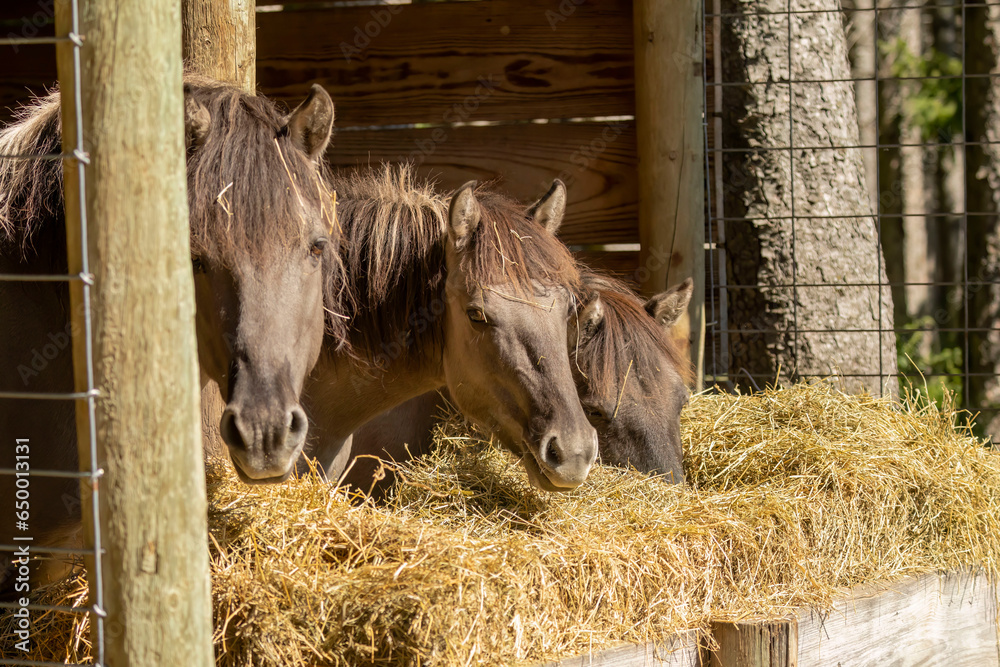 The descendants of the wild horse tarpan, (Equus ferus ferus), also ...