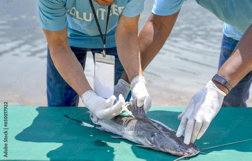 volunteers led by a biologist injecting microchips to reproduce fish by ...