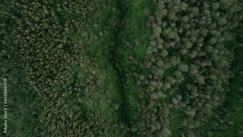 Drone topdown view of treetops and remote wilderness of mount sumbing ...