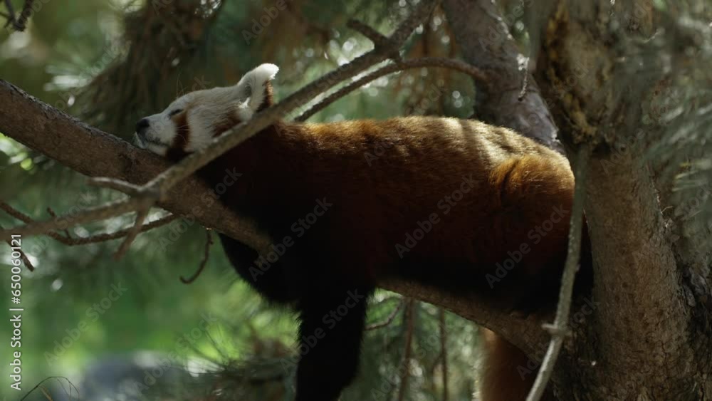 Nepalese red panda chilling on a tree, warm and sunny day, nature and ...