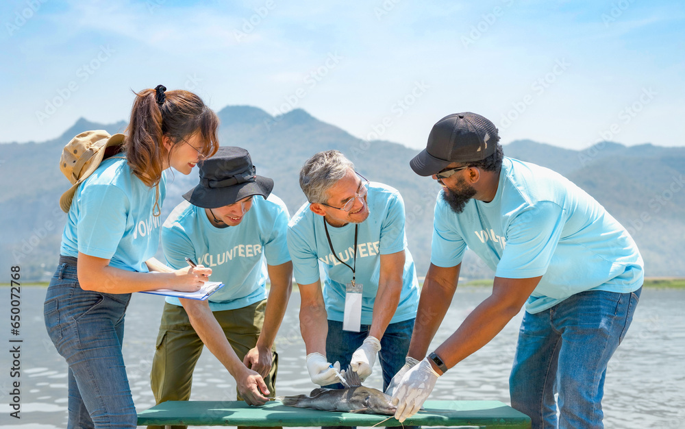 volunteers led by a biologist injecting microchips to reproduce fish by ...