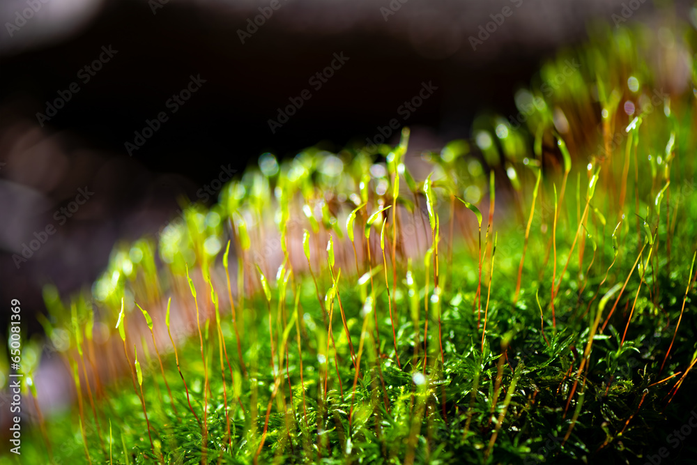Small flowering Moss (Haplocladium microphyllum) in a forest in ...