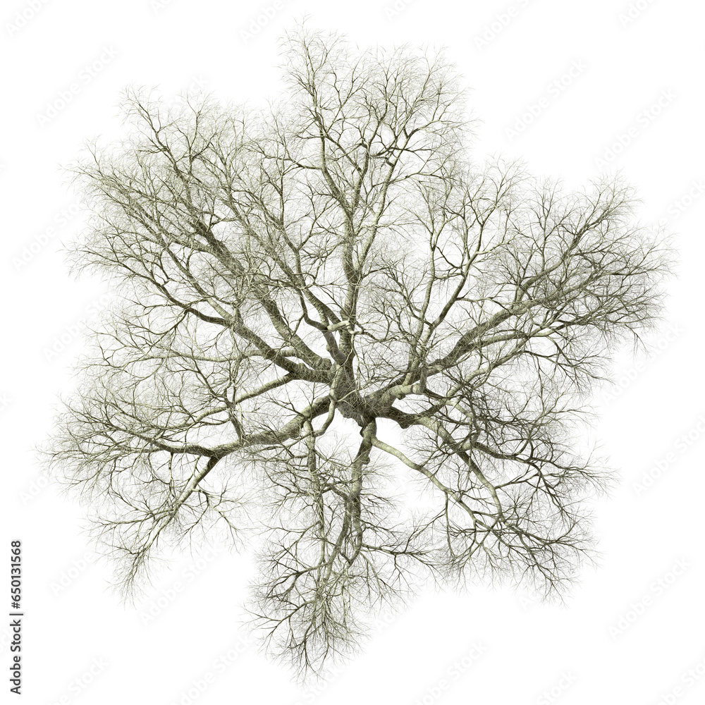 Isolated from above big dried tree top view on transparent backgrounds ...