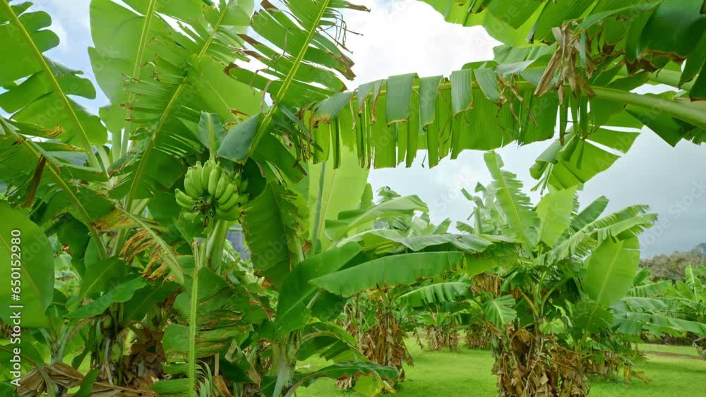 Banana tree up close with palm fronds blowing in the wind of a banana ...
