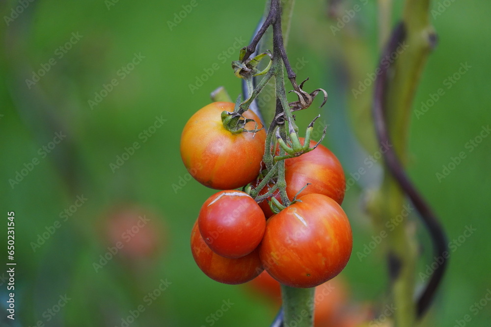 Tigerella is a bi-colored tomato cultivar, (Solanum lycopersicum ...