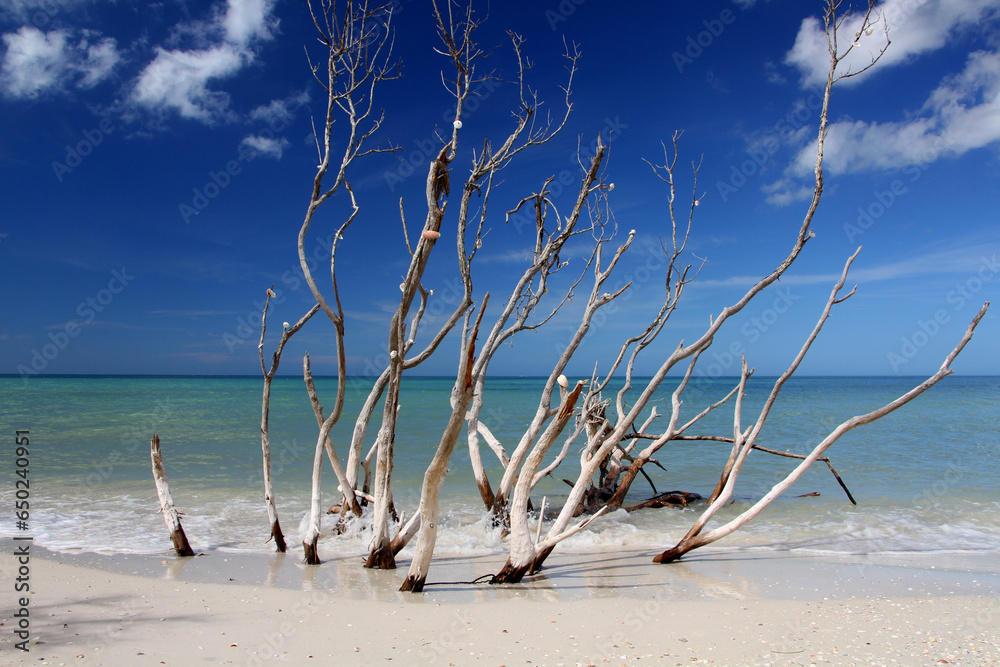Mangrove trees with shells at Caladesi Island State Park near Tampa ...