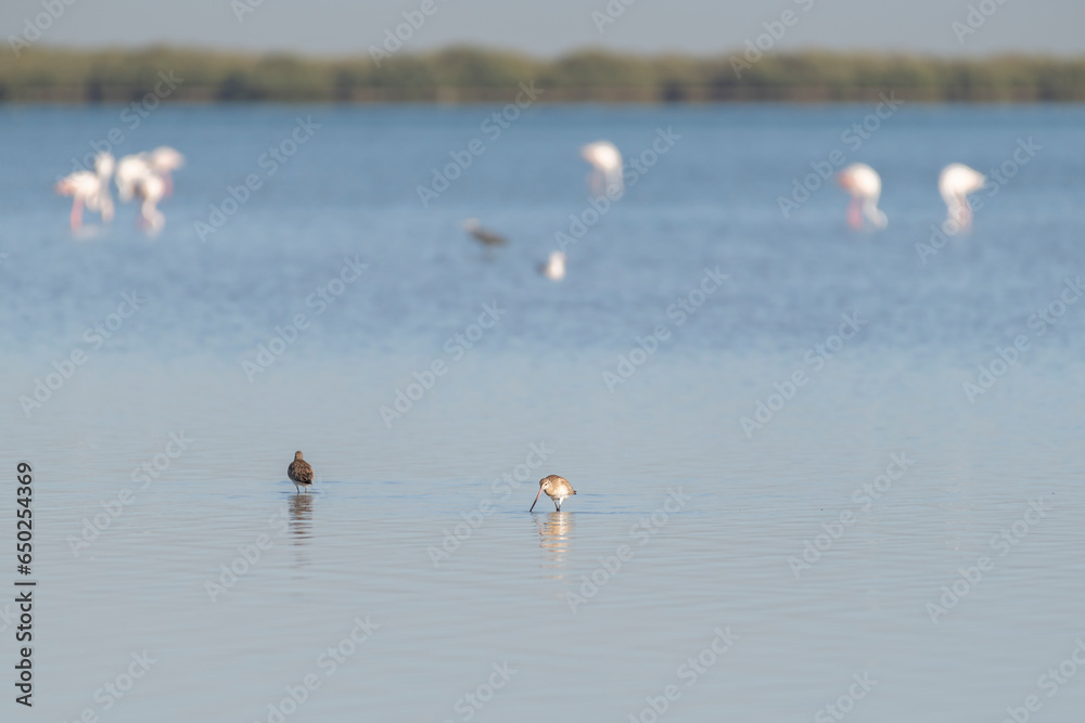 Small waterbirds foraging in the Umm Al Qwain Mangroves, United Arab ...