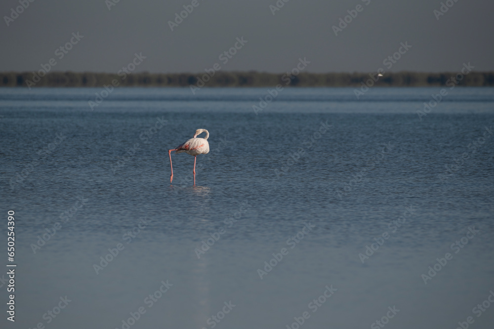 Flamingo gracefully wading through the picturesque mangroves of Umm Al ...